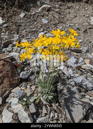 woolly groundsel (Packera cana Stock Photo - Alamy