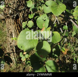 South African Wild Pear (Dombeya rotundifolia) Plantae Stock Photo - Alamy