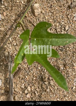 trailing fuzzy-bean (Strophostyles helvola) Plantae Stock Photo - Alamy