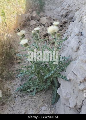 prairie thistle (Cirsium canescens Stock Photo - Alamy