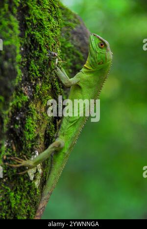 Ihering's Fathead Anole (Enyalius iheringii Stock Photo - Alamy