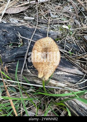 Hairy Trumpet (Panus fasciatus Stock Photo - Alamy