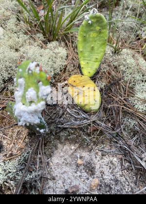 American cochineal bug (Dactylopius confusus Stock Photo - Alamy