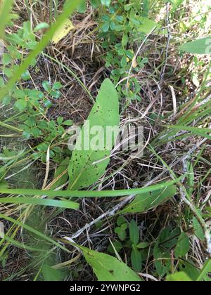 Roughstem rosinweed (Silphium radula Stock Photo - Alamy
