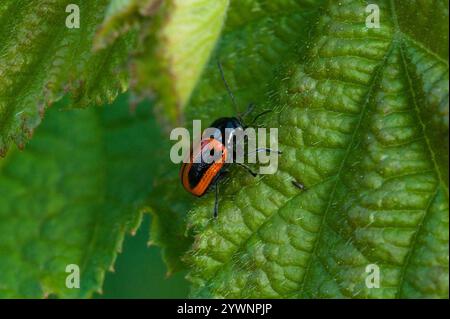 black-and-red pot beetle (Cryptocephalus bipunctatus) Insecta Stock ...