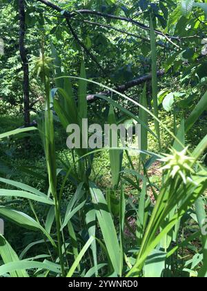 Gray's sedge (Carex grayi Stock Photo - Alamy