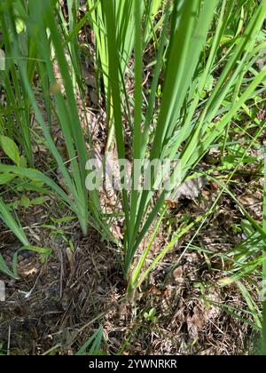 Slender Blue Flag (Iris prismatica Stock Photo - Alamy
