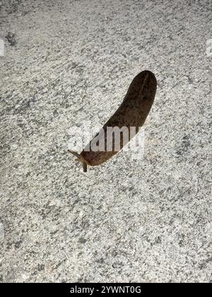 Florida Leatherleaf Slug (Leidyula floridana) Mollusca Stock Photo - Alamy