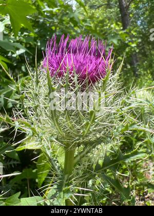Florida thistle (Cirsium horridulum vittatum Stock Photo - Alamy