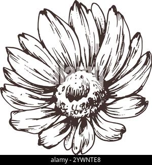 beautiful flowers of gerbera daisy coloring page drawing detailed in ...