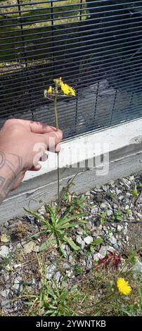 Tall Mouse-ear-hawkweed (Pilosella piloselloides praealta Stock Photo ...