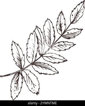 Rowan leaves single object. Line art graphic hand drawn brown ink ...
