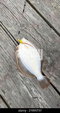Winter Flounder (Pseudopleuronectes americanus Stock Photo - Alamy