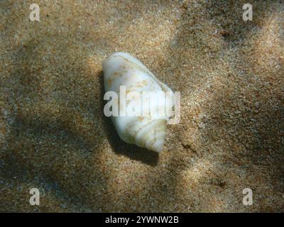 Persian Conch (Conomurex persicus Stock Photo - Alamy