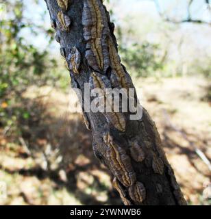 Caustic Vine (Cynanchum viminale Stock Photo - Alamy
