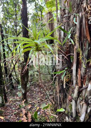 Neinei (Dracophyllum latifolium Stock Photo - Alamy