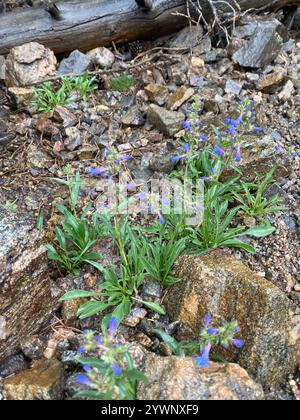 Front Range Beardtongue (Penstemon virens) Plantae Stock Photo - Alamy