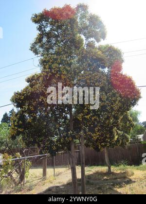 Australian frangipani (Hymenosporum flavum Stock Photo - Alamy