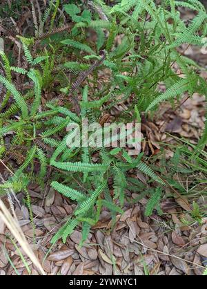 drooping forked fern (Dicranopteris flexuosa), Plantae, New Smyrna ...