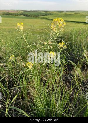 Prairie-rocket Wallflower (Erysimum asperum Stock Photo - Alamy