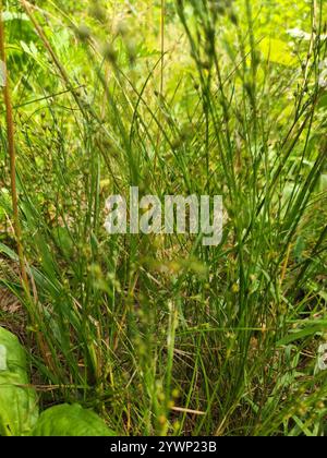 Slender Path Rush (Juncus tenuis Stock Photo - Alamy