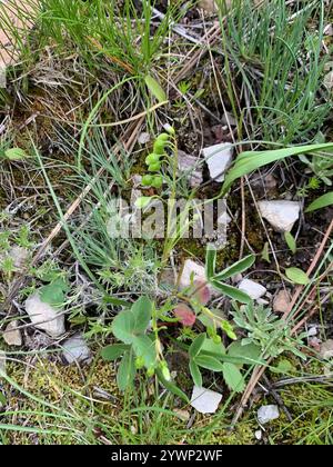 Narrow-leaved Montia (Montia linearis Stock Photo - Alamy