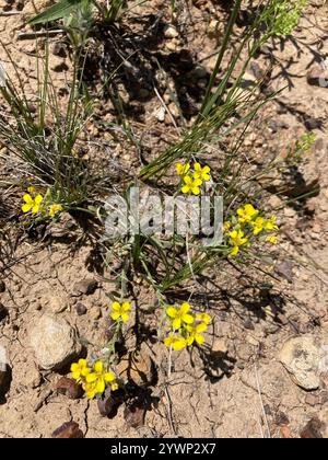 silver bladderpod (Physaria ludoviciana Stock Photo - Alamy