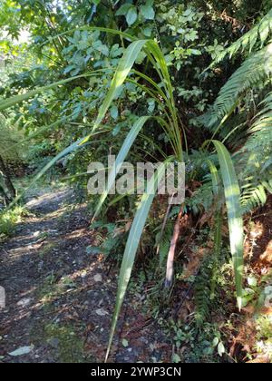 Forest Cabbage Tree (Cordyline banksii), Plantae, Remutaka Hill Stock ...