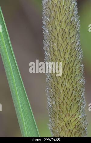 Creeping Foxtail (Alopecurus arundinaceus Stock Photo - Alamy