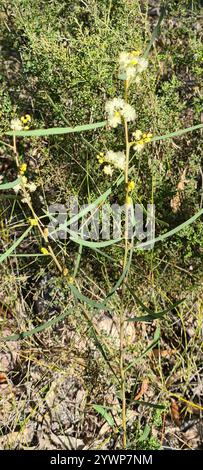 Sweet Wattle (Acacia suaveolens Stock Photo - Alamy