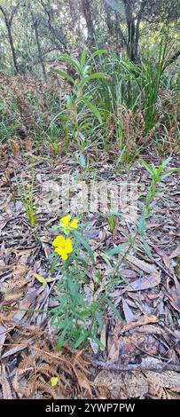 Showy Guinea Flower (Hibbertia linearis Stock Photo - Alamy
