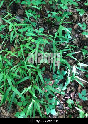 Long-awned Wood Grass (Brachyelytrum erectum Stock Photo - Alamy