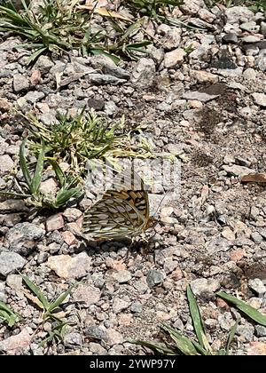 Edwards's Fritillary (Argynnis edwardsii Stock Photo - Alamy