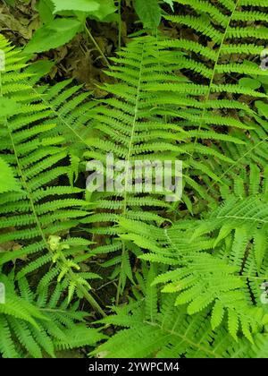 silvery glade fern (Deparia acrostichoides) Plantae Stock Photo - Alamy