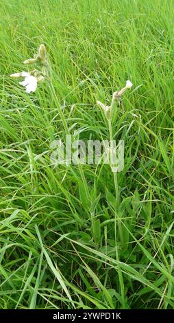 evening lychnis (Silene latifolia alba Stock Photo - Alamy