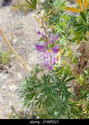 longleaf bush lupine (Lupinus longifolius Stock Photo - Alamy