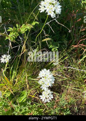 white brodiaea (Triteleia hyacinthina Stock Photo - Alamy