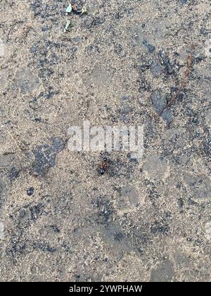 Texas Carpenter Ant (Camponotus texanus Stock Photo - Alamy
