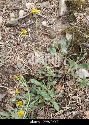 hoary groundsel (Packera werneriifolia Stock Photo - Alamy