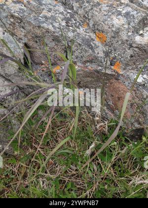 canadian bluejoint (Calamagrostis canadensis Stock Photo - Alamy