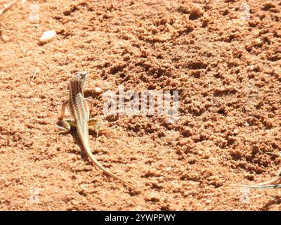 Spotted Desert Lizard (Meroles suborbitalis Stock Photo - Alamy