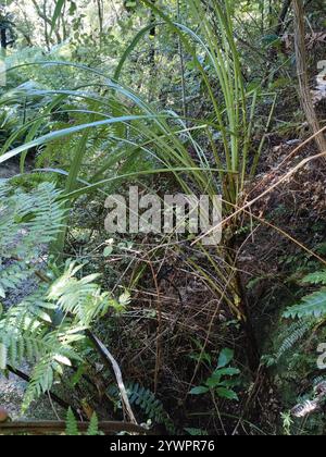 Forest Cabbage Tree (Cordyline banksii Stock Photo - Alamy