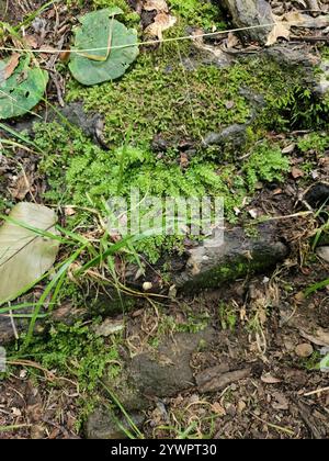 Wavy-leaf Moss (Plagiomnium ciliare Stock Photo - Alamy
