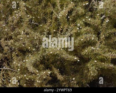 Spiny Fan-flower (Scaevola spinescens Stock Photo - Alamy