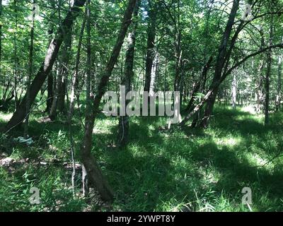 Cherokee sedge (Carex cherokeensis Stock Photo - Alamy