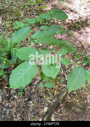 Styrax grandifolius Styrax grandifolius Stock Photo - Alamy