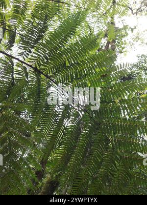 Flying Spider Monkey Tree Fern (Sphaeropteris lepifera) Plantae Stock ...