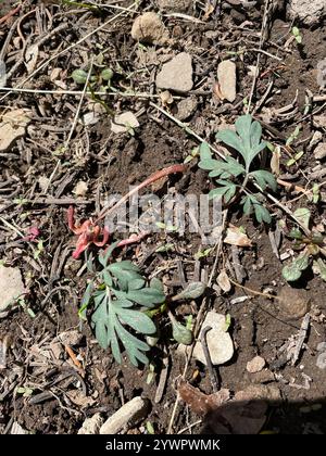 Dicentra uniflora Dicentra uniflora Stock Photo - Alamy