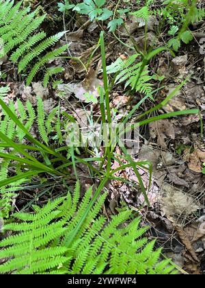 graceful sedge (Carex gracillima Stock Photo - Alamy
