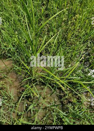 blunt broom sedge (Carex tribuloides Stock Photo - Alamy